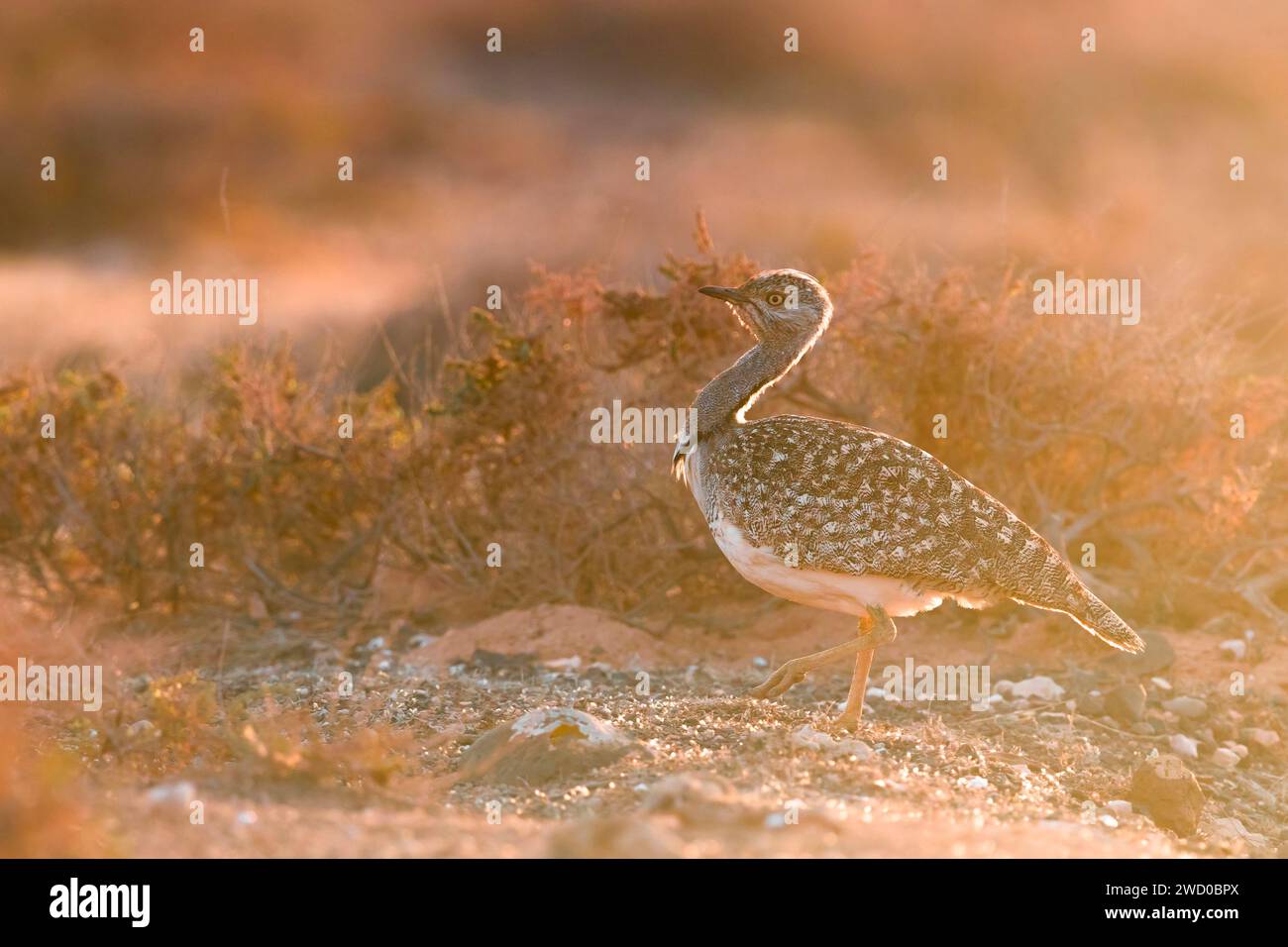 houbara bustard (Chlamydotis undulata fuertaventurae), in morning mist ...