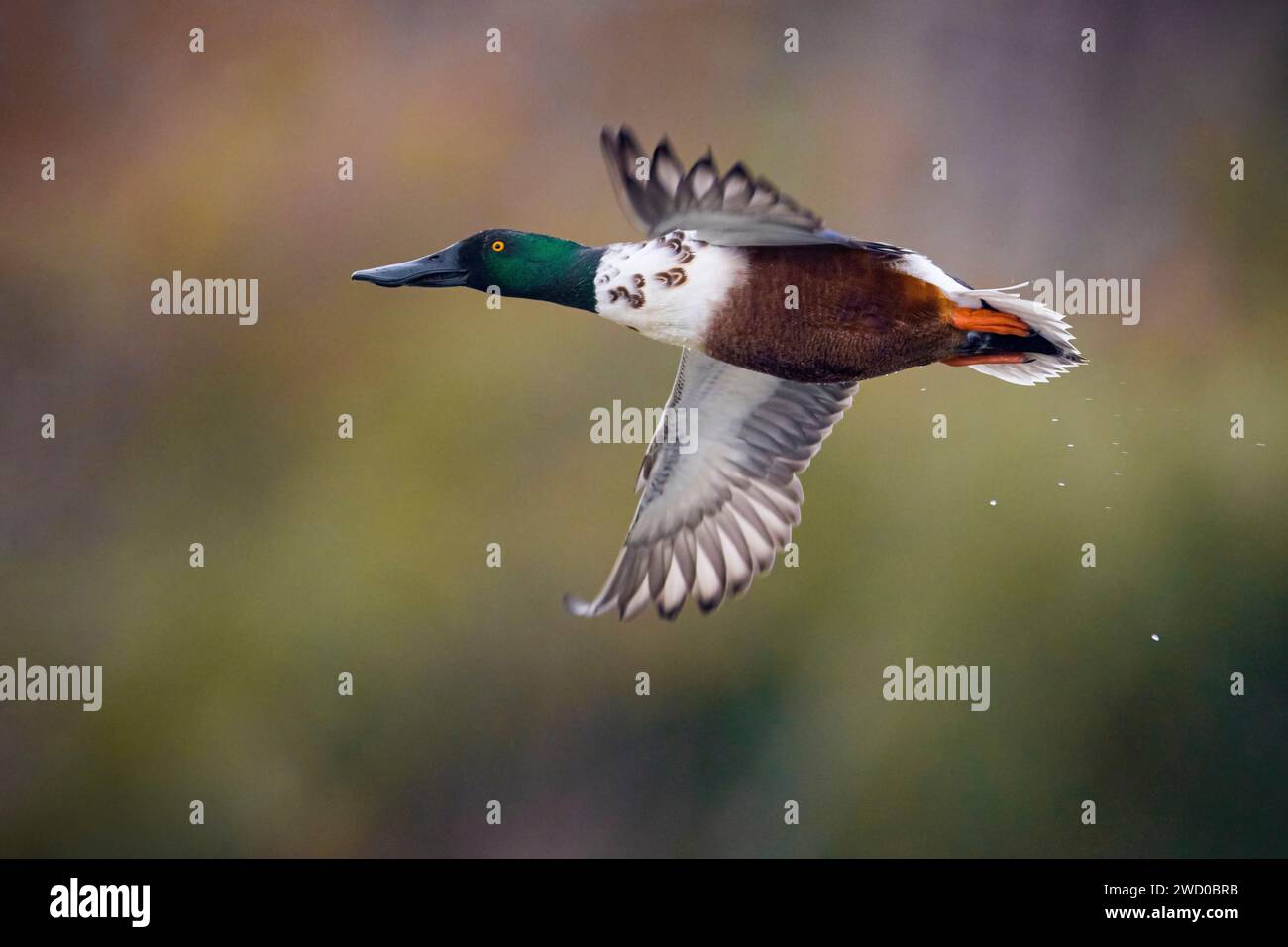 northern shoveller (Anas clypeata, Spatula clypeata), drake in flight, side view, Italy, Tuscany ...