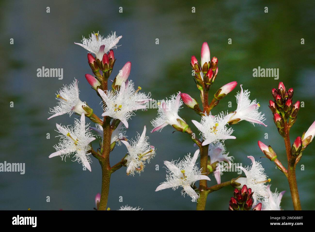 bogbean, buckbean (Menyanthes trifoliata), inflorescences, Germany ...