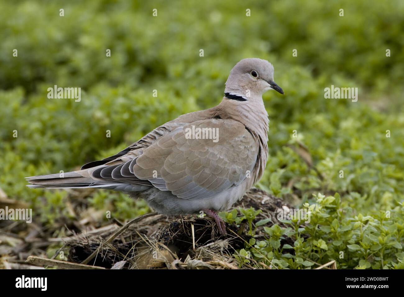 collared dove (Streptopelia decaocto), side view Stock Photo - Alamy