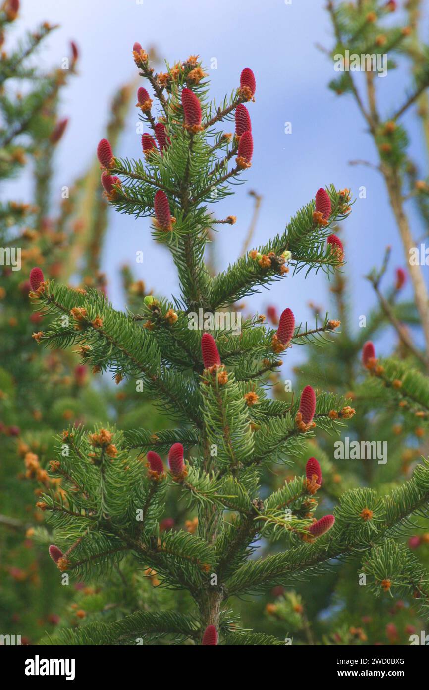 Norway spruce (Picea abies), cones at flowering time, Germany, Bavaria ...