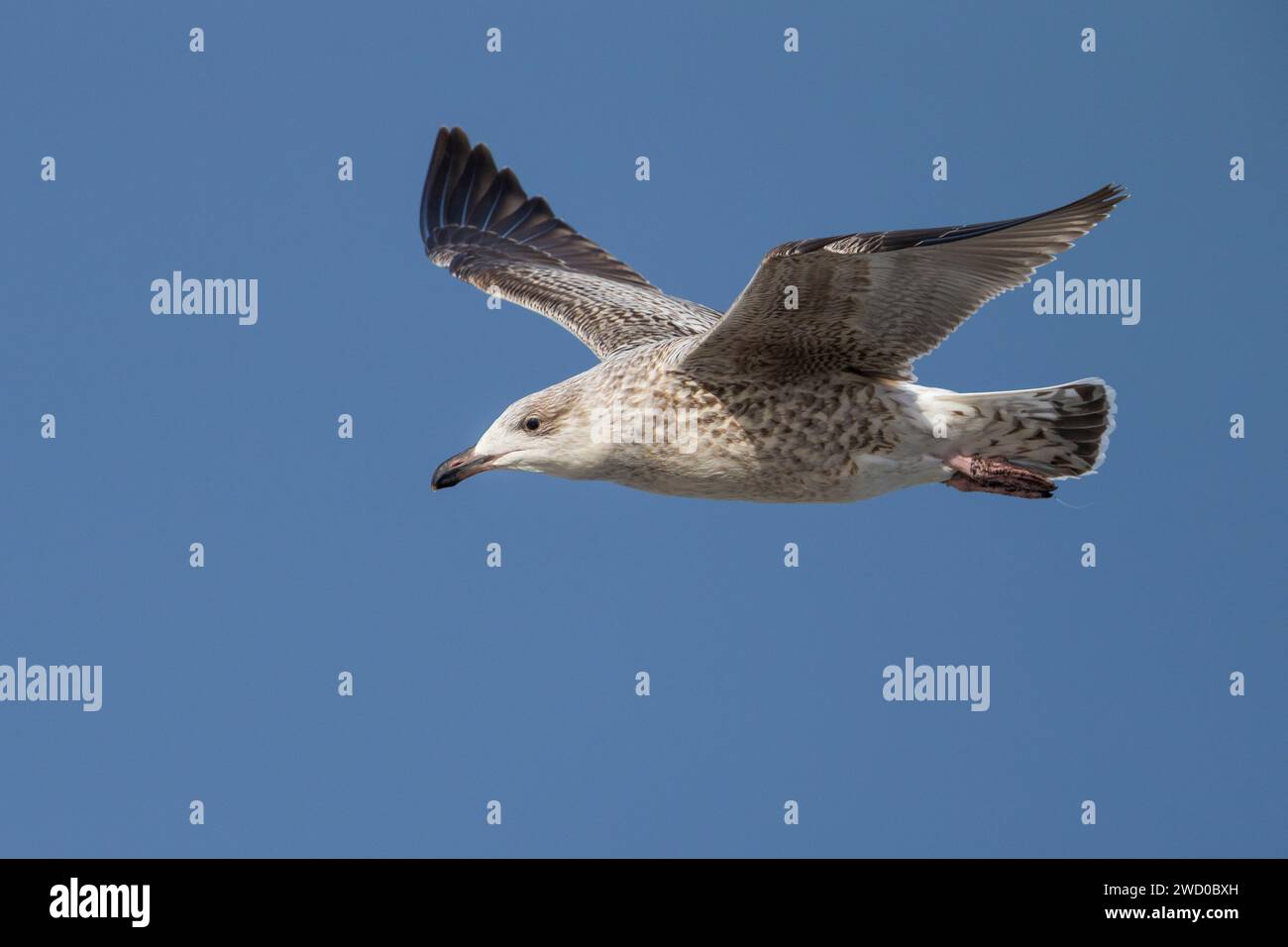 greater black-backed gull, great black-backed gull (Larus marinus ...