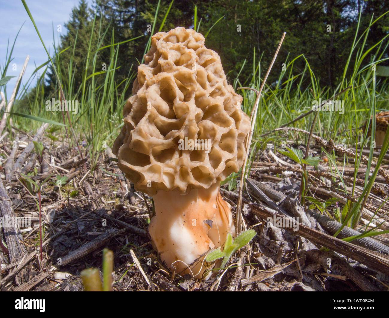 common morel, morel, yellow morel, true morel, morel mushroom, sponge ...