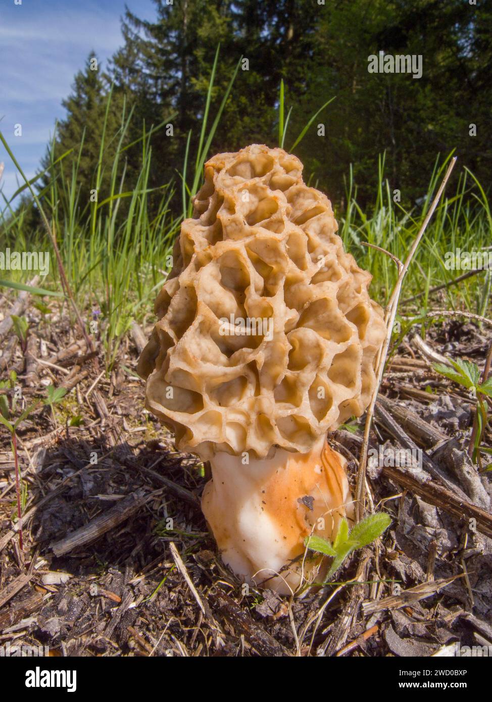 common morel, morel, yellow morel, true morel, morel mushroom, sponge ...
