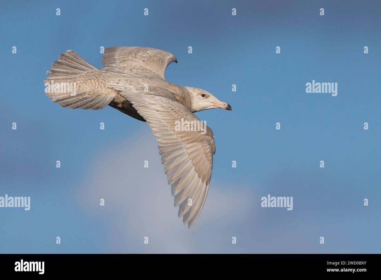 glaucous gull (Larus hyperboreus), immature bird in flight, side view ...