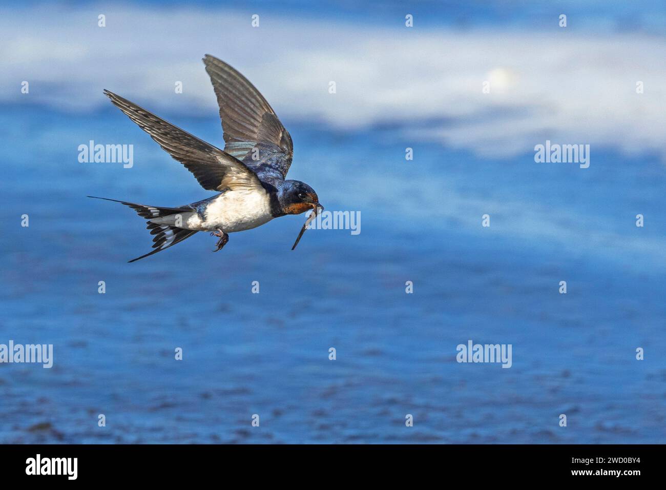 barn swallow (Hirundo rustica), flies on the Baltic Sea, with seaweed ...