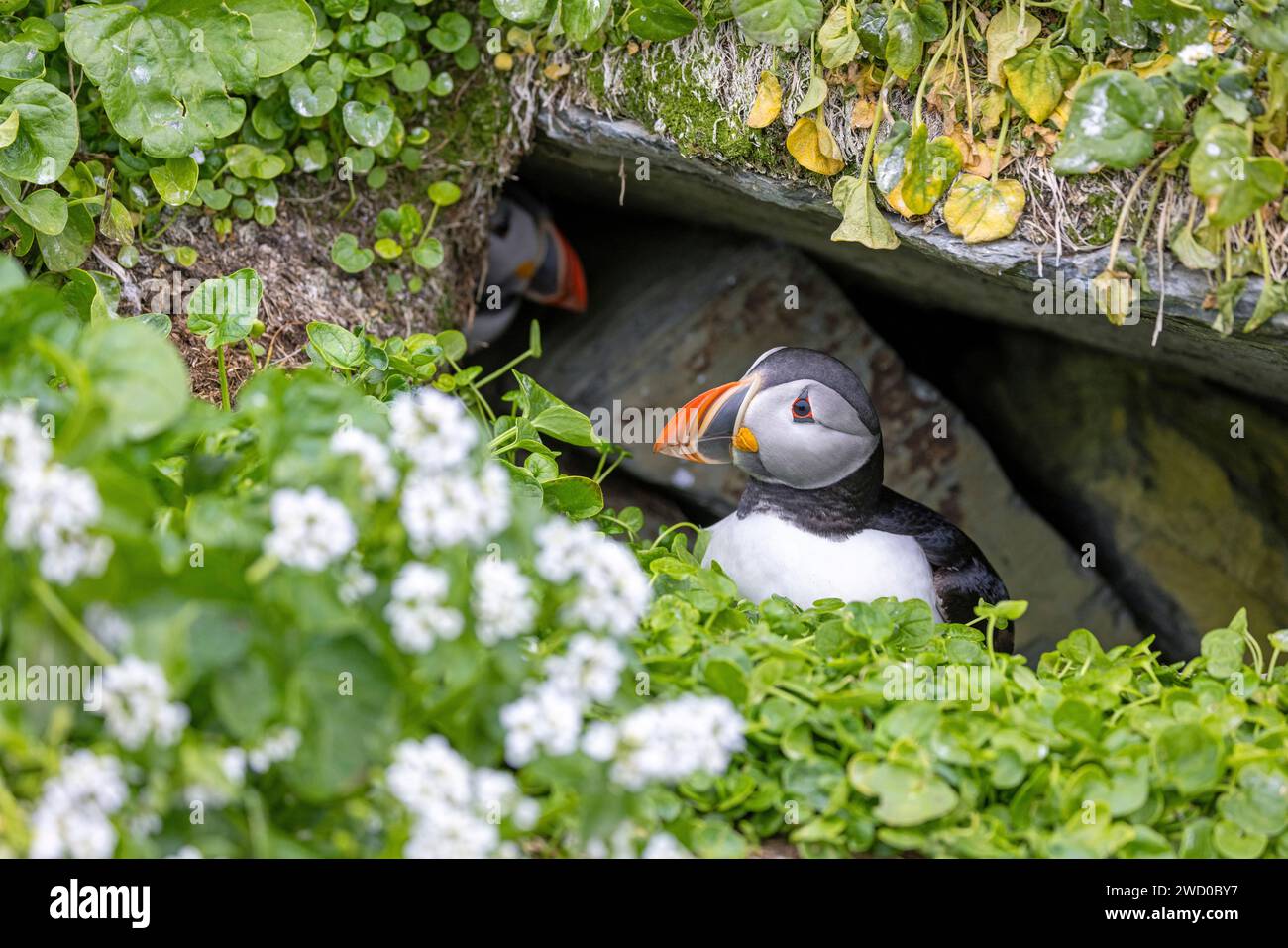 Puffins nest in caves hi-res stock photography and images - Alamy