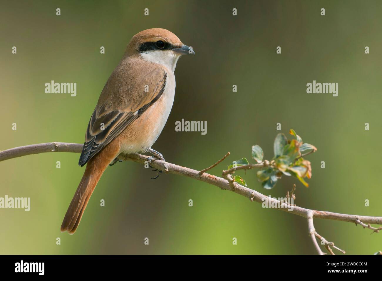 red-tailed shrike, Turkestan shrike (Lanius phoenicuroides), male ...