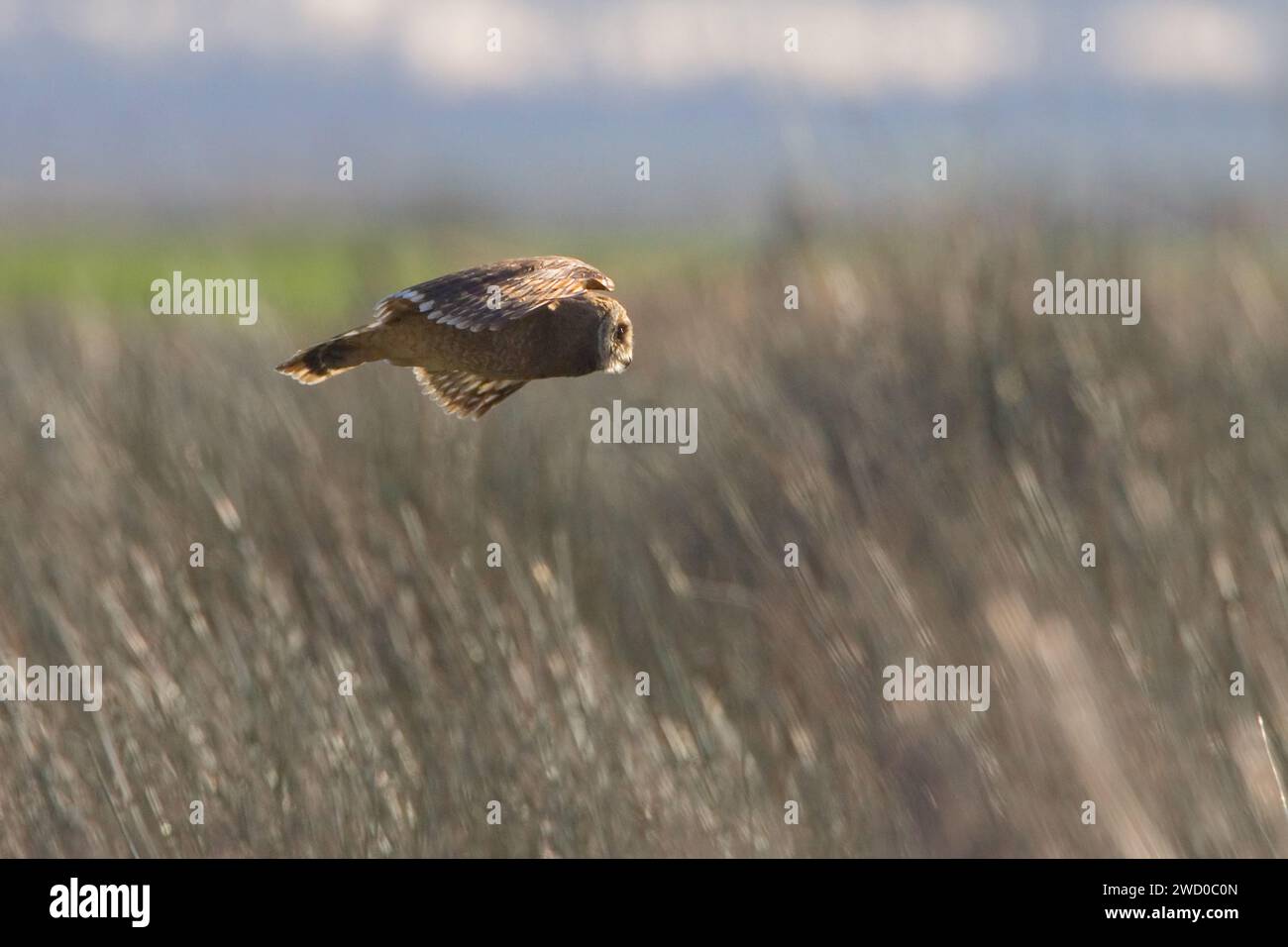 African marsh owl, marsh owl (Asio capensis), in flight, side view ...