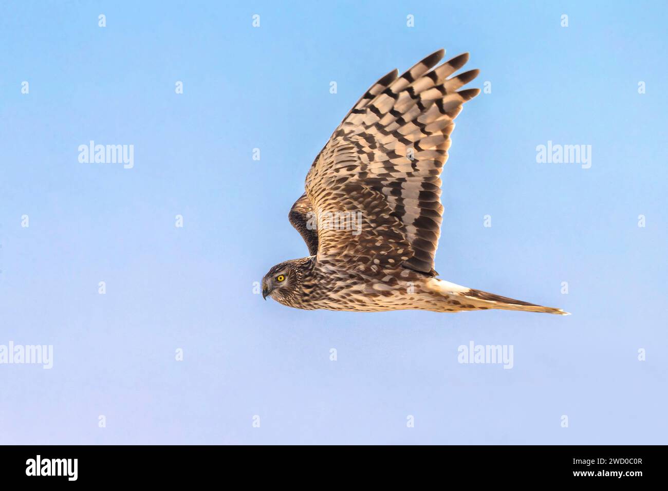 hen harrier (Circus cyaneus), female in flight in the sky, side view ...