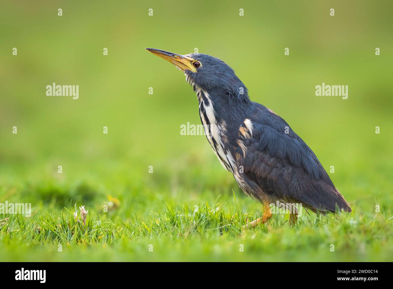 African dwarf bittern, dwarf bittern (Ixobrychus sturmii), standing in ...