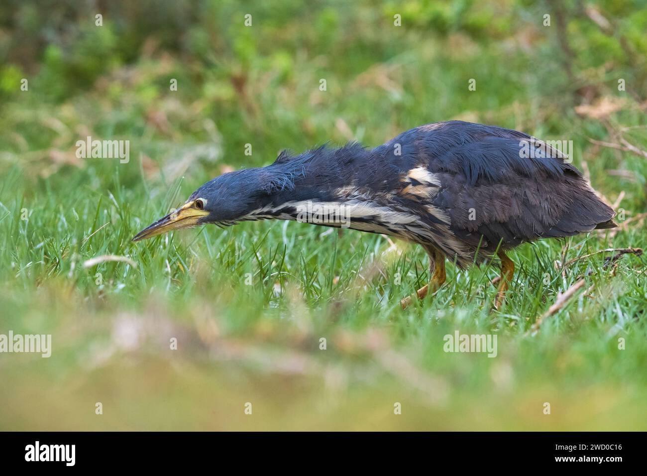 African dwarf bittern, dwarf bittern (Ixobrychus sturmii), foraging in ...