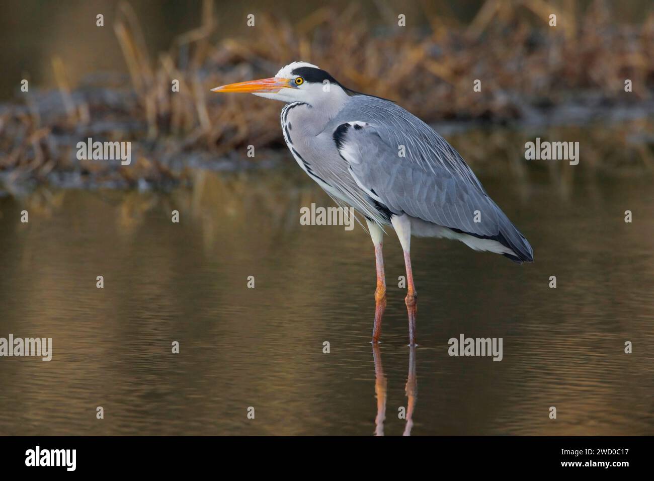 grey heron (Ardea cinerea), standing in shallow water, side view, Italy ...