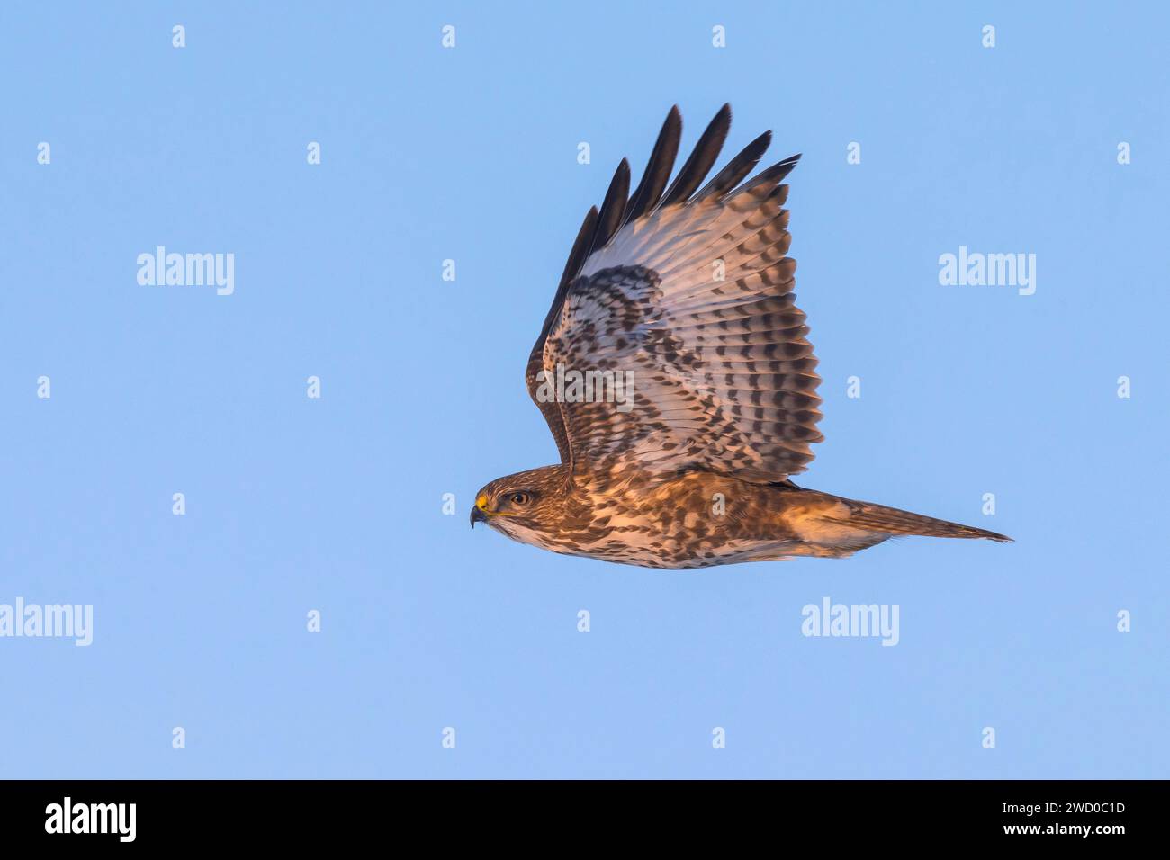 Eurasian buzzard (Buteo buteo), in flight in the blue sky, side view ...