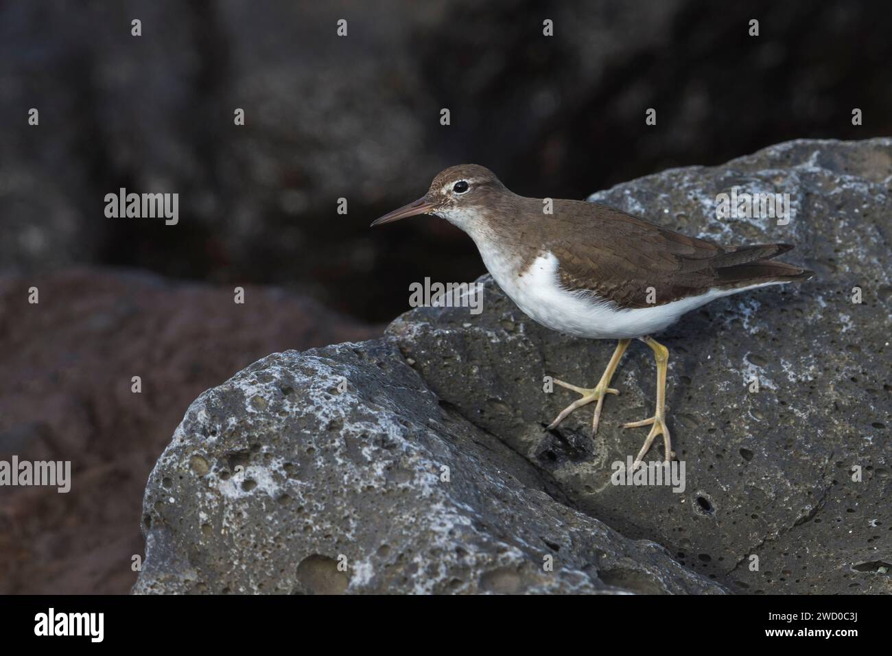 Spotted sandpiper (Actitis macularius), perching on a stone, Azores ...