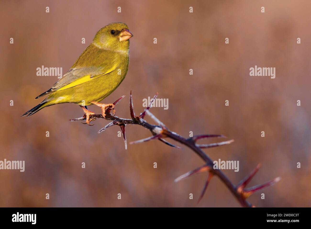 western greenfinch, European greenfinch; greenfinch (Carduelis chloris ...