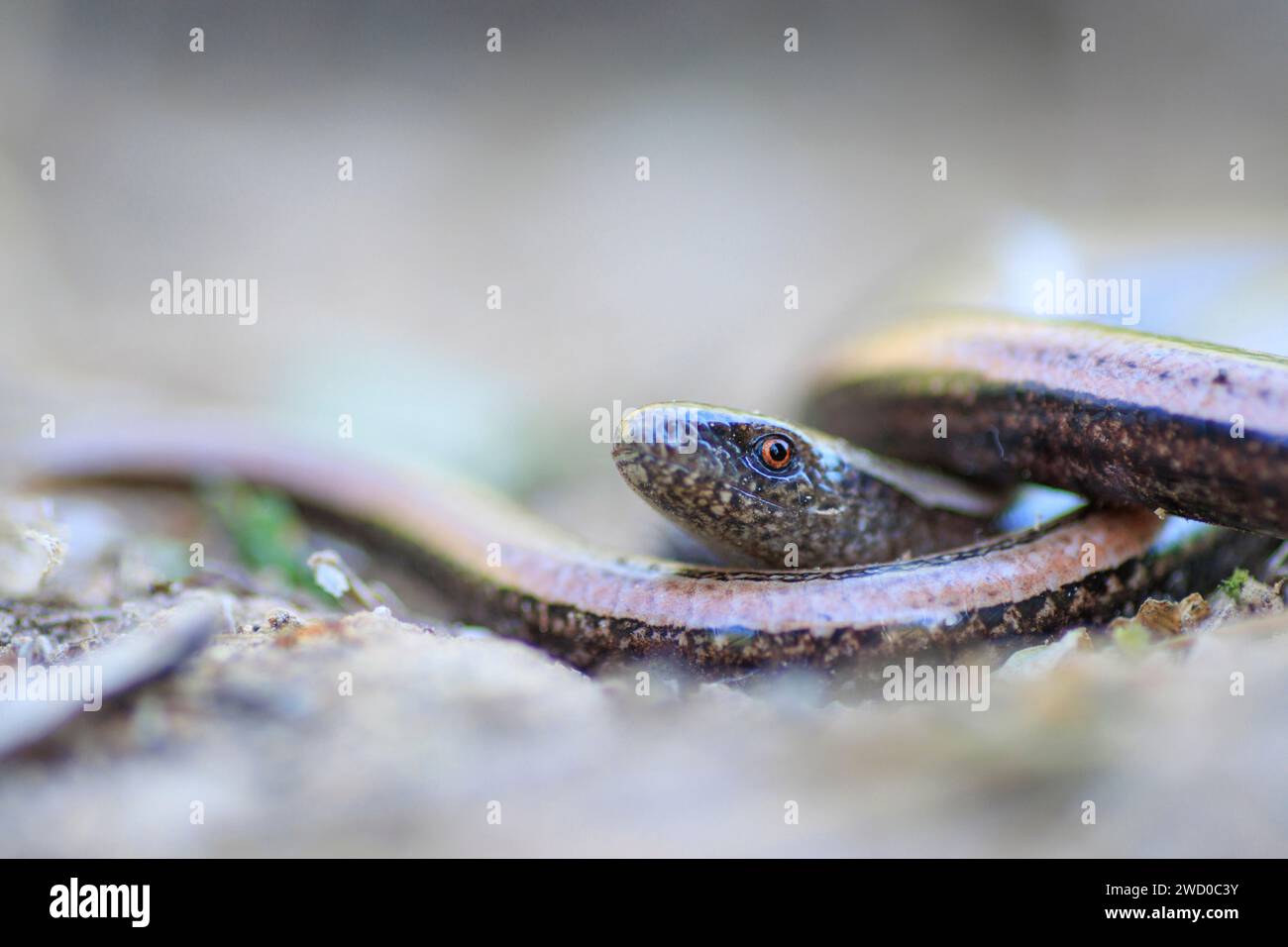 Italian slow worm, Italian slowworm (Anguis veronensis), female on the ...