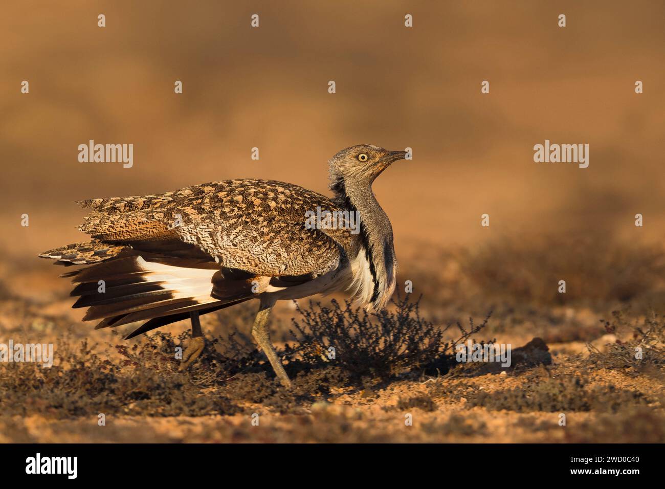 houbara bustard (Chlamydotis undulata fuertaventurae), walking through ...