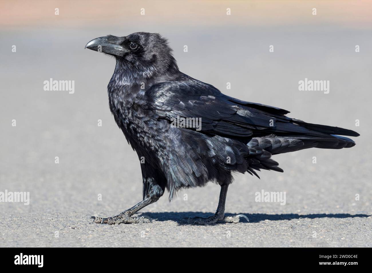 North afrikcan raven hi-res stock photography and images - Alamy