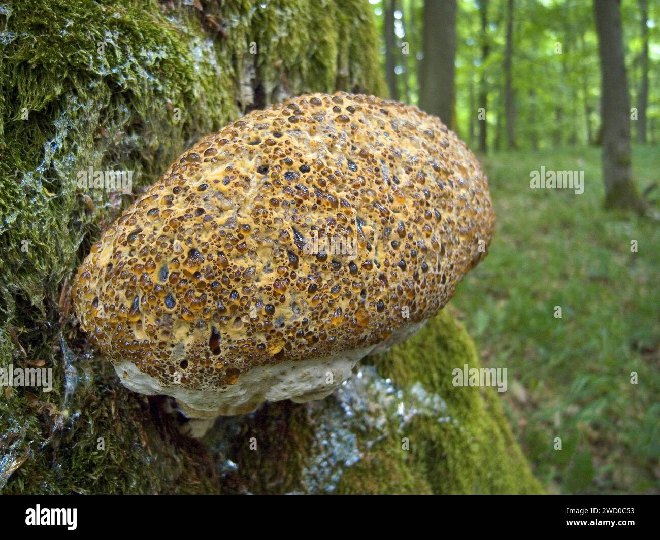 oak bracket, warted oak polypore, weeping polypore, weeping conk ...