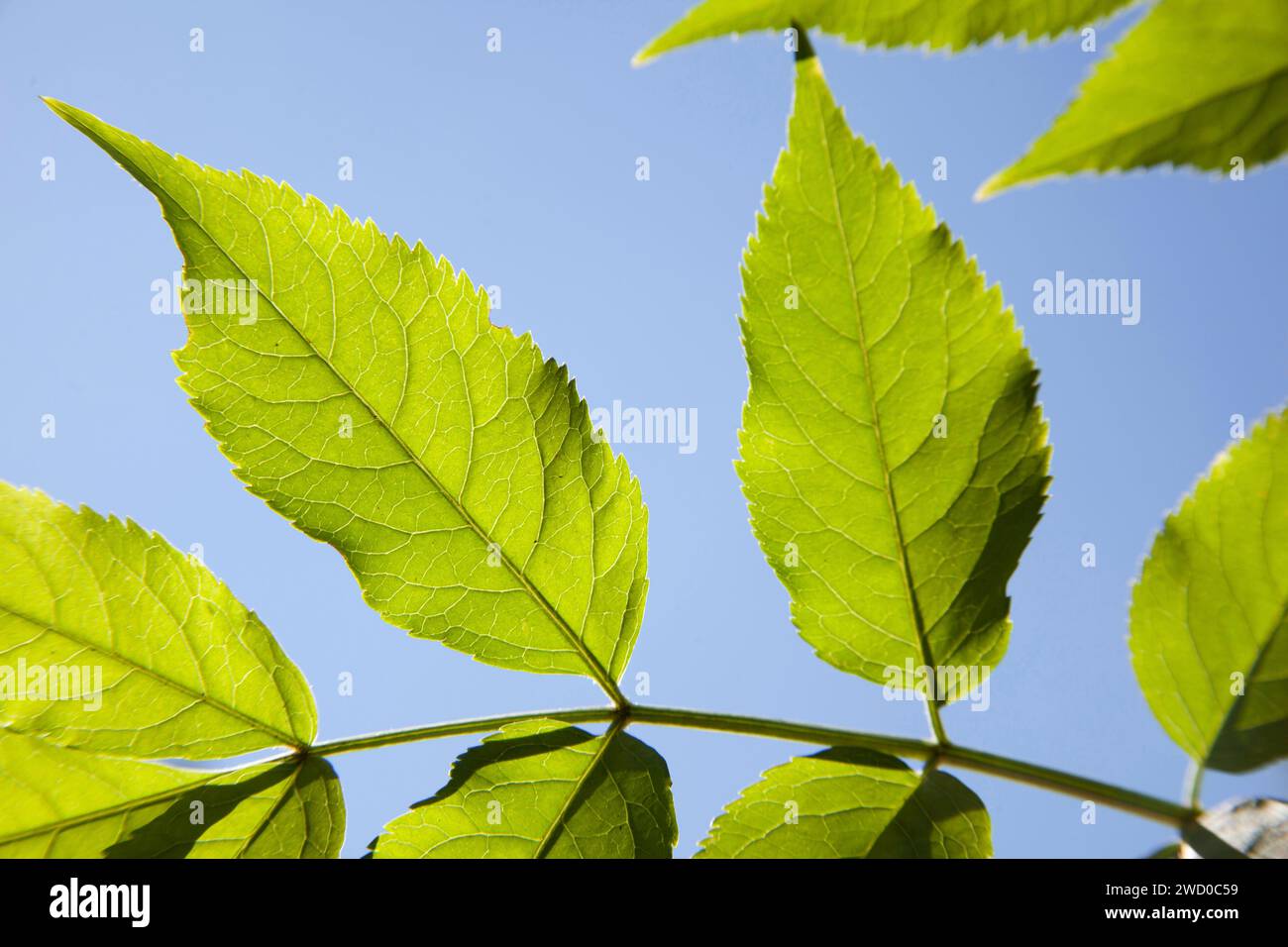 common ash, European ash (Fraxinus excelsior), leaflets in backlight ...