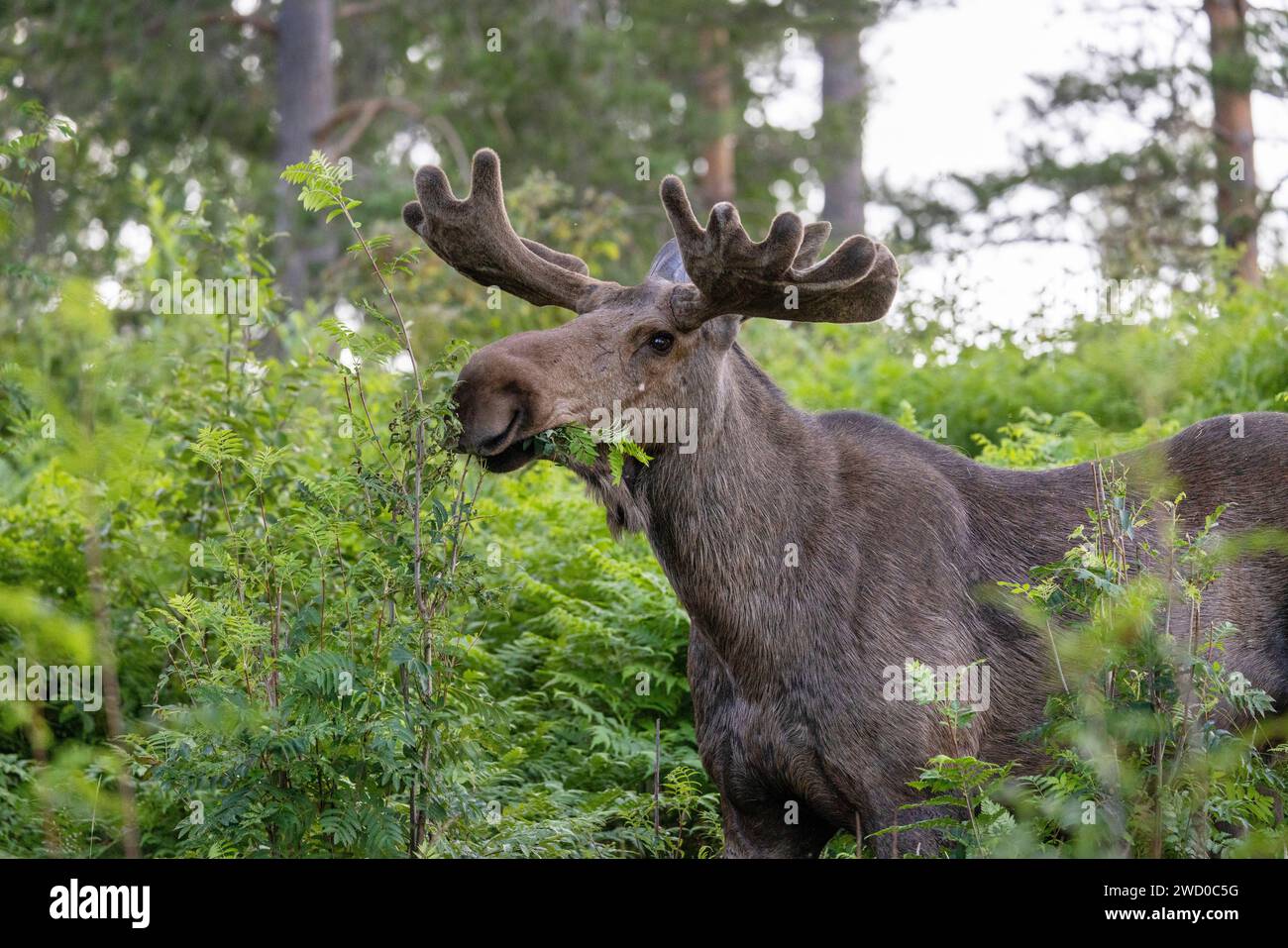 elk, European moose (Alces alces alces), Bull moose stands in a ...