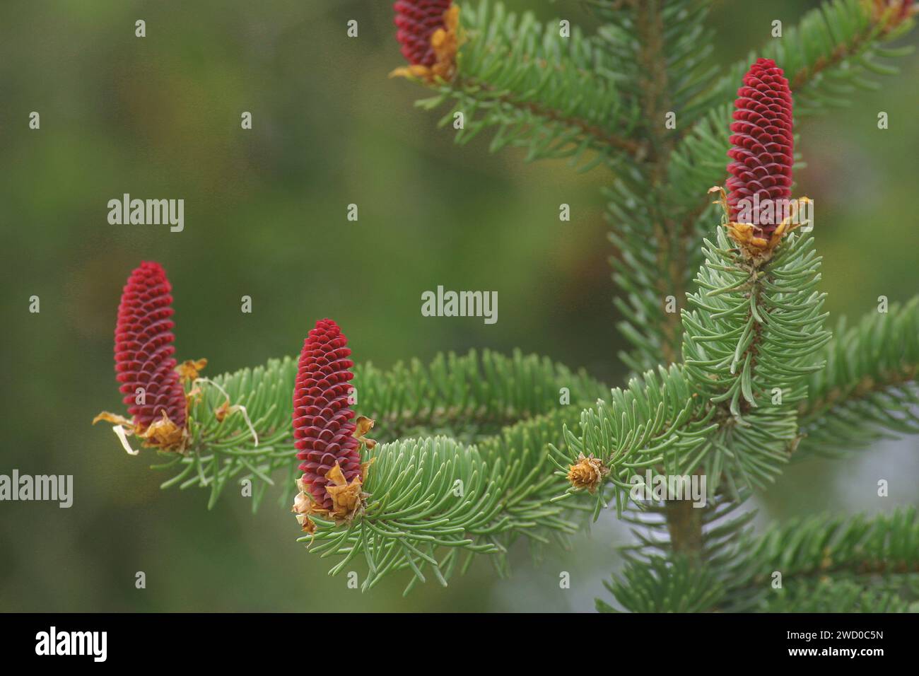 Norway spruce (Picea abies), cones at flowering time, Germany, Bavaria ...
