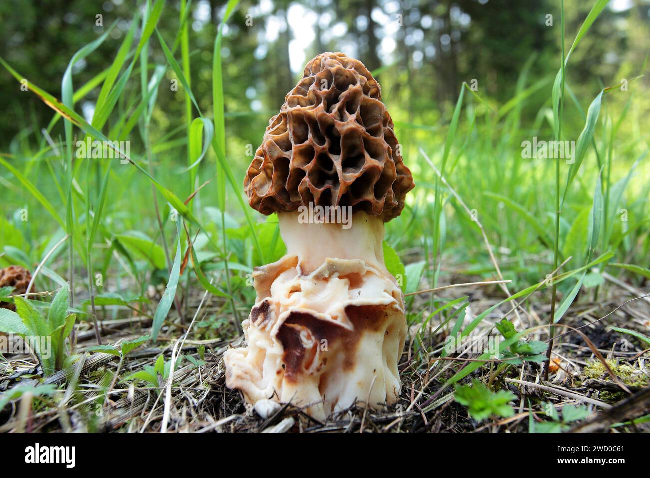 common morel, morel, yellow morel, true morel, morel mushroom, sponge ...