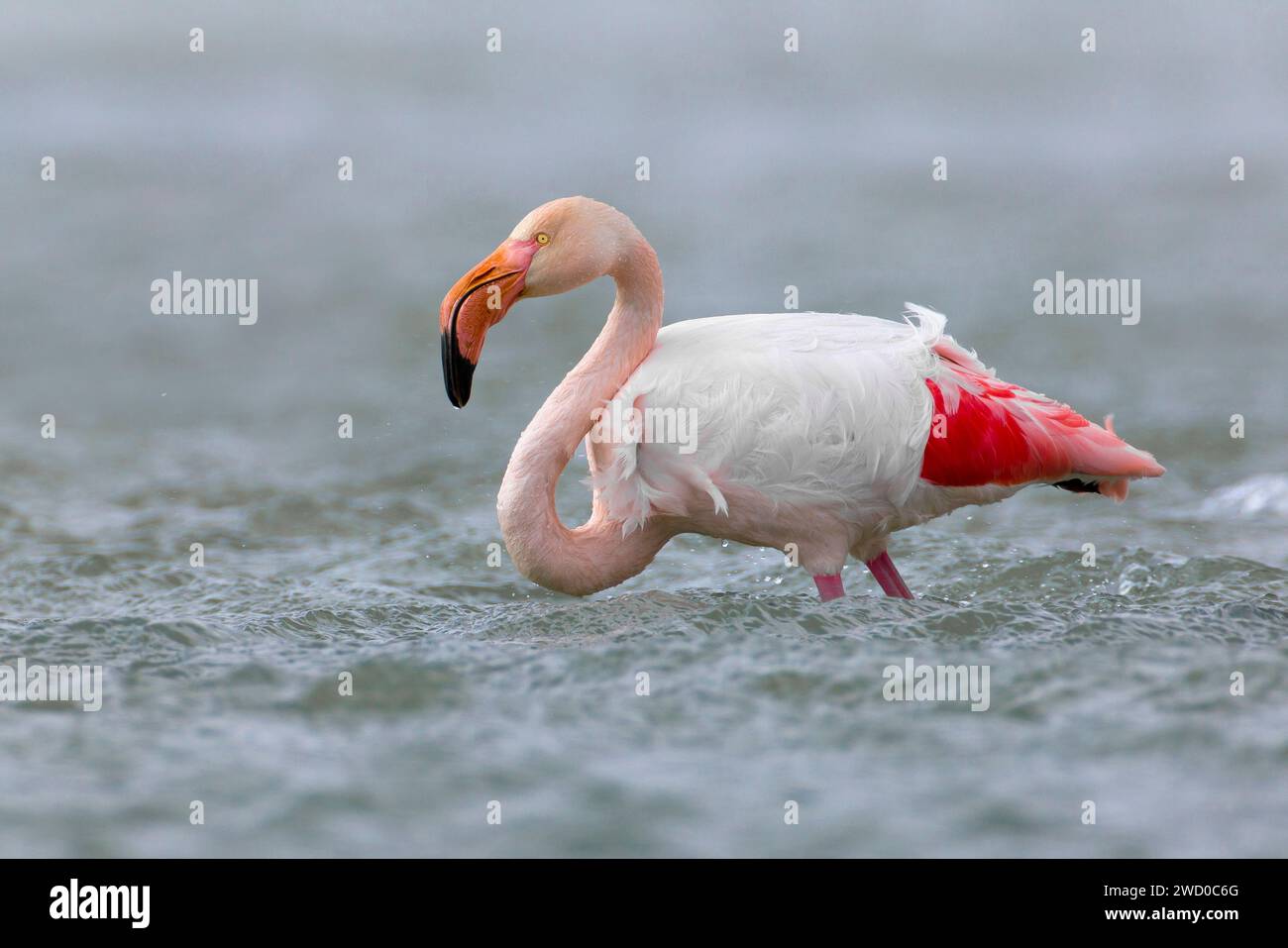 greater flamingo (Phoenicopterus roseus, Phoenicopterus ruber roseus ...