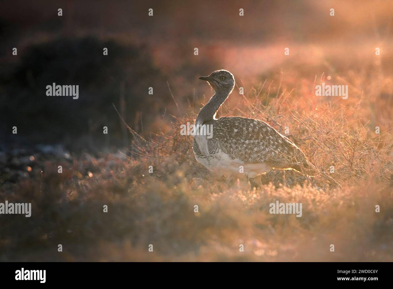 houbara bustard (Chlamydotis undulata fuertaventurae), in morning light ...