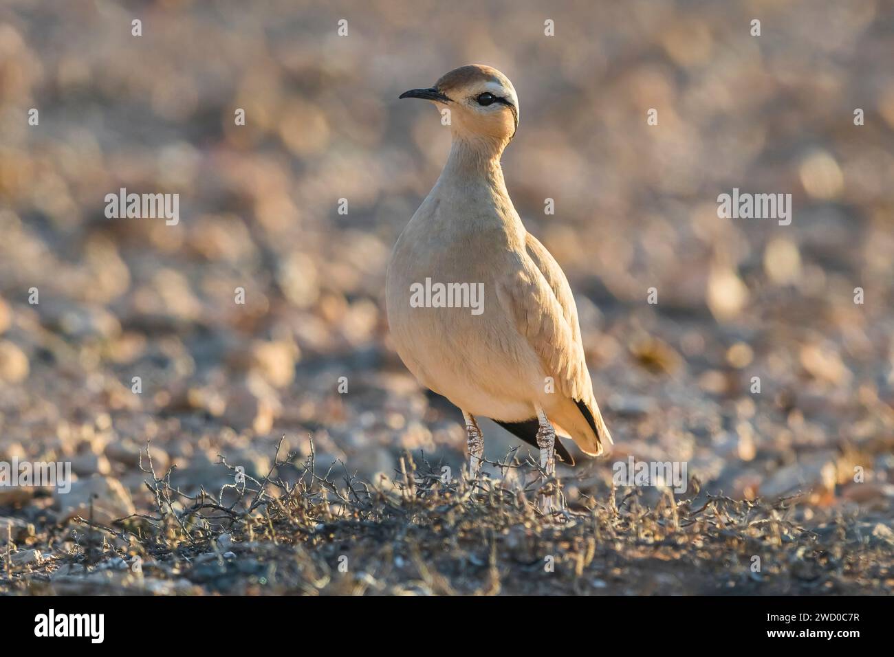 cream-coloured courser (Cursorius cursor bannermani), perching on the ...