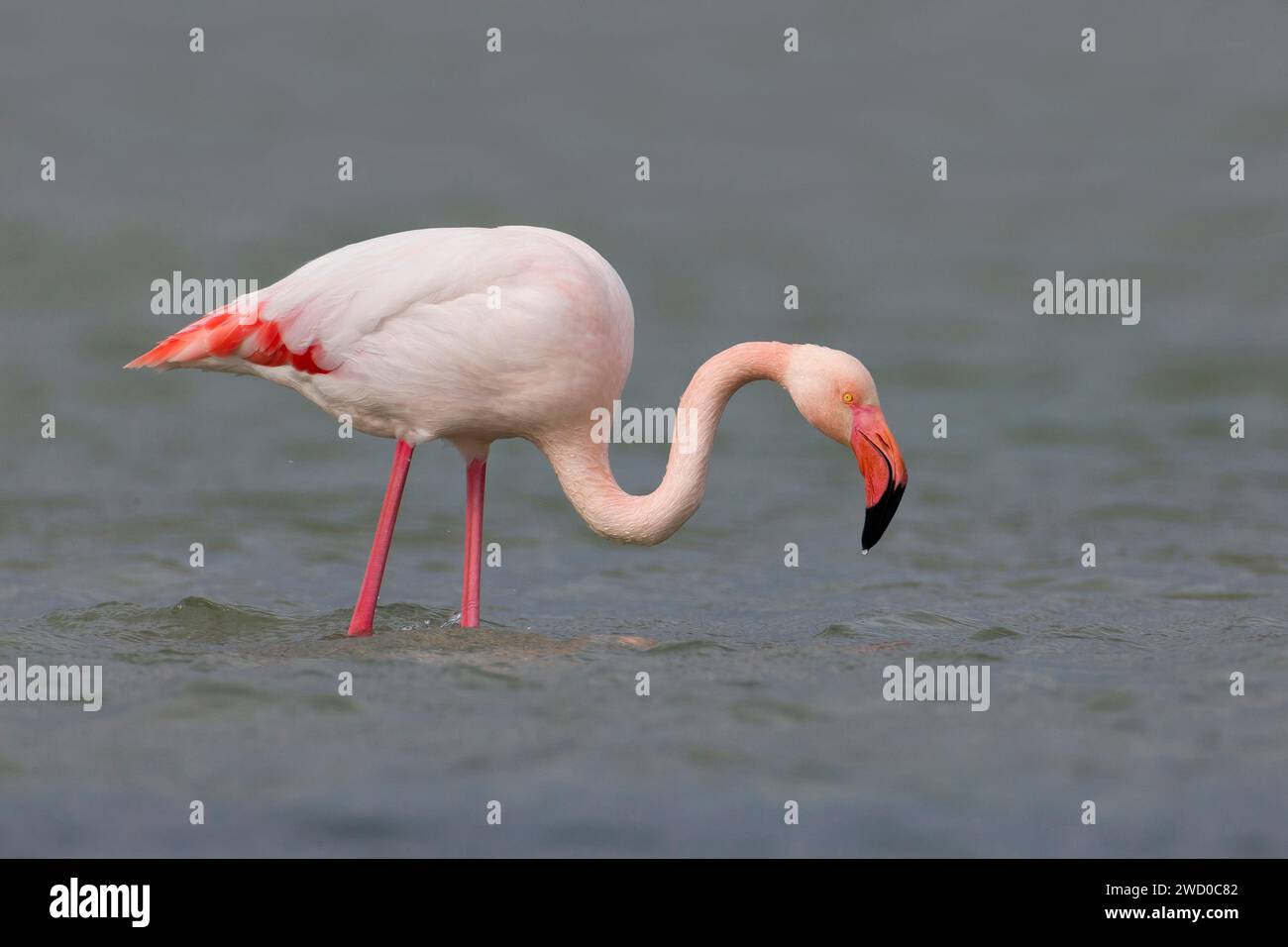 greater flamingo (Phoenicopterus roseus, Phoenicopterus ruber roseus ...