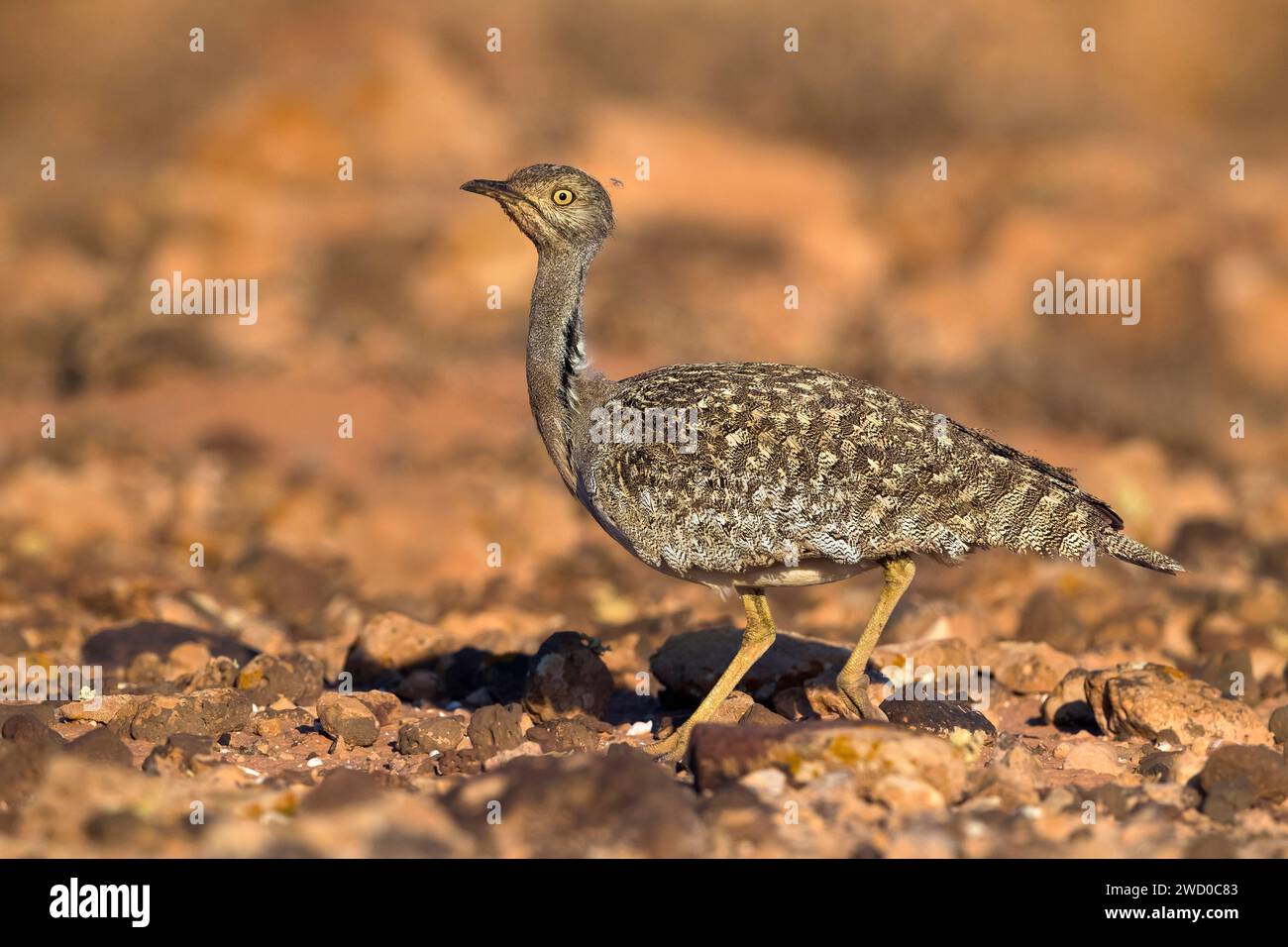 houbara bustard (Chlamydotis undulata fuertaventurae), walking through ...