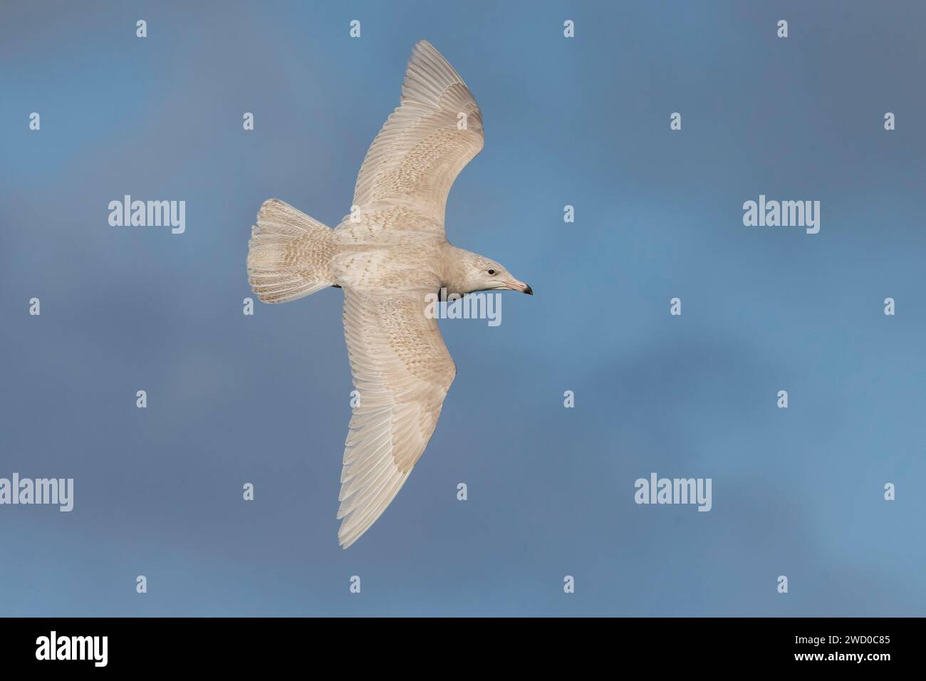glaucous gull (Larus hyperboreus), immature bird in flight, Azores ...