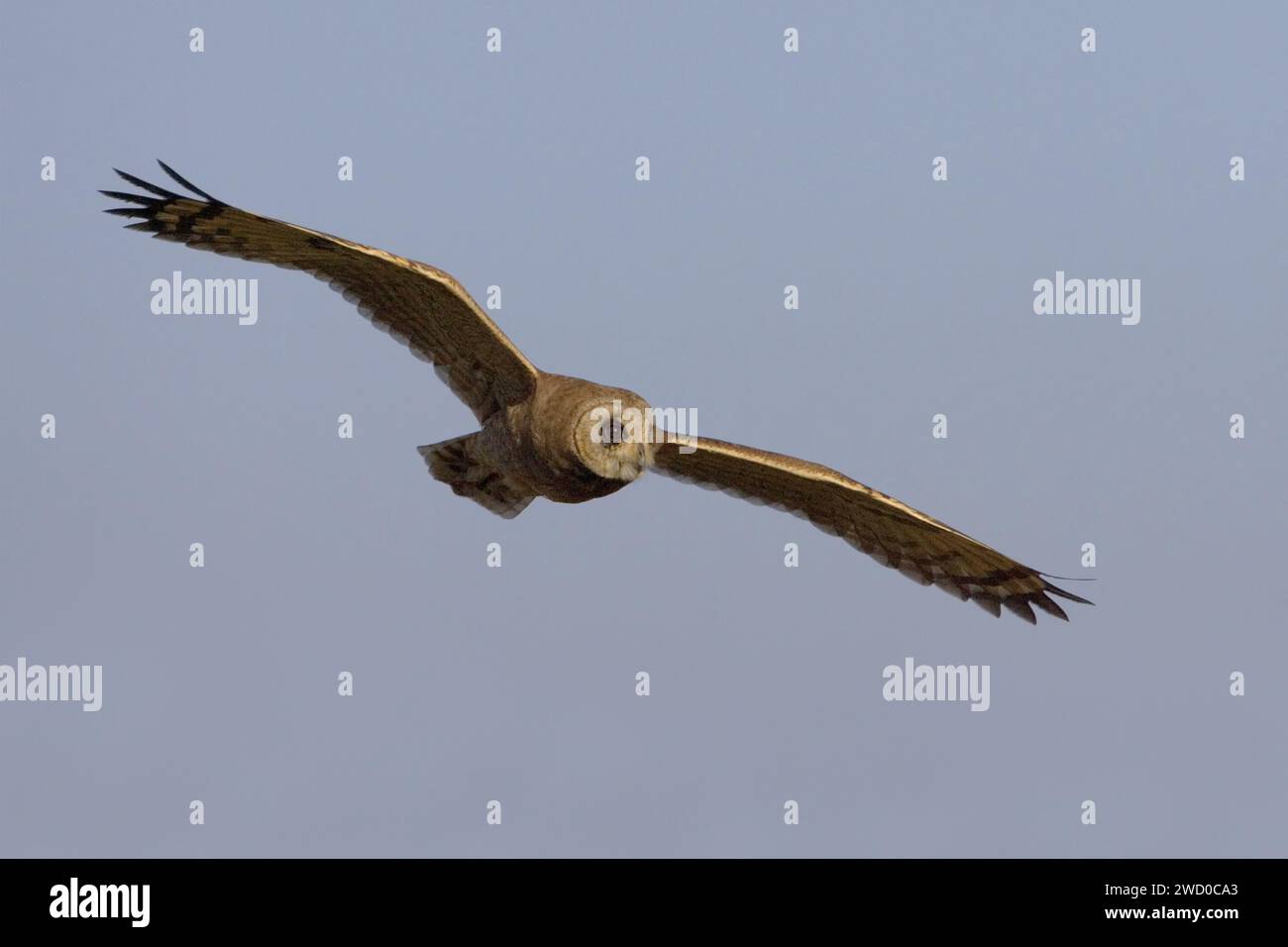 African marsh owl, marsh owl (Asio capensis), in flight, front view ...