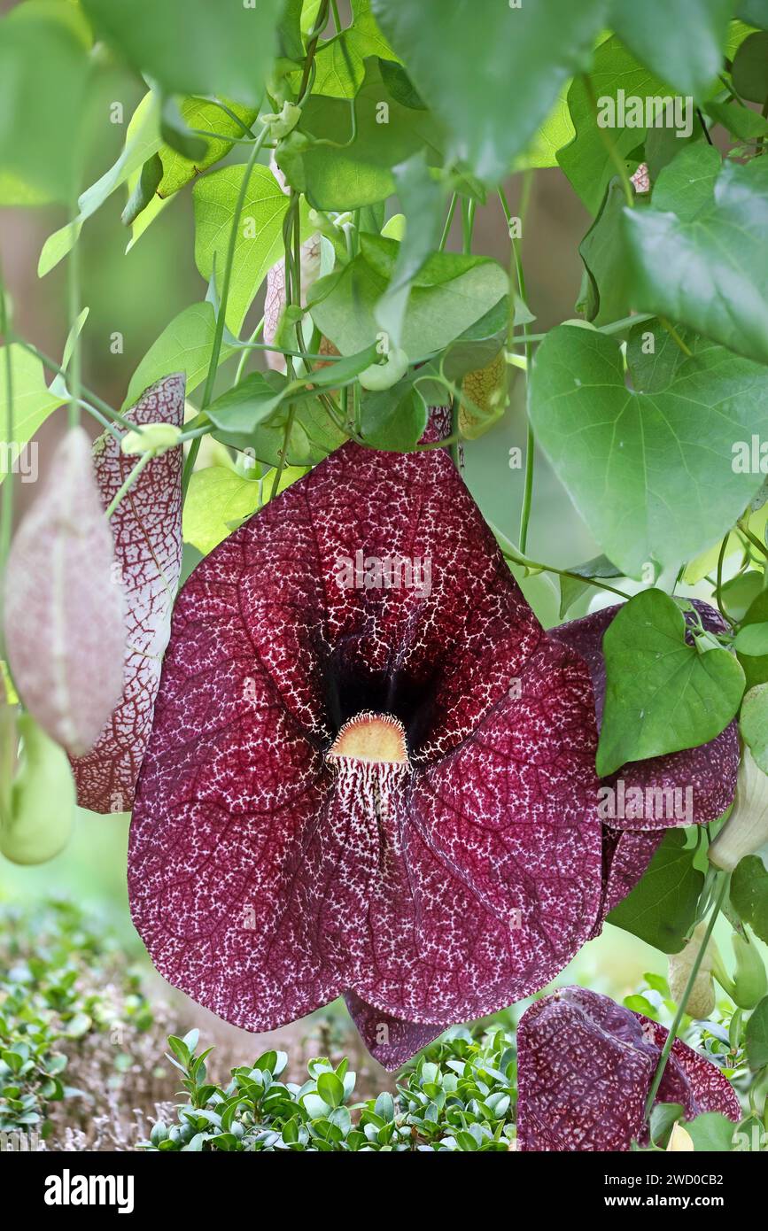 Giant Dutchman's Pipe, Dutchman's Pipe, Giant Pelican Flower, Pelican ...