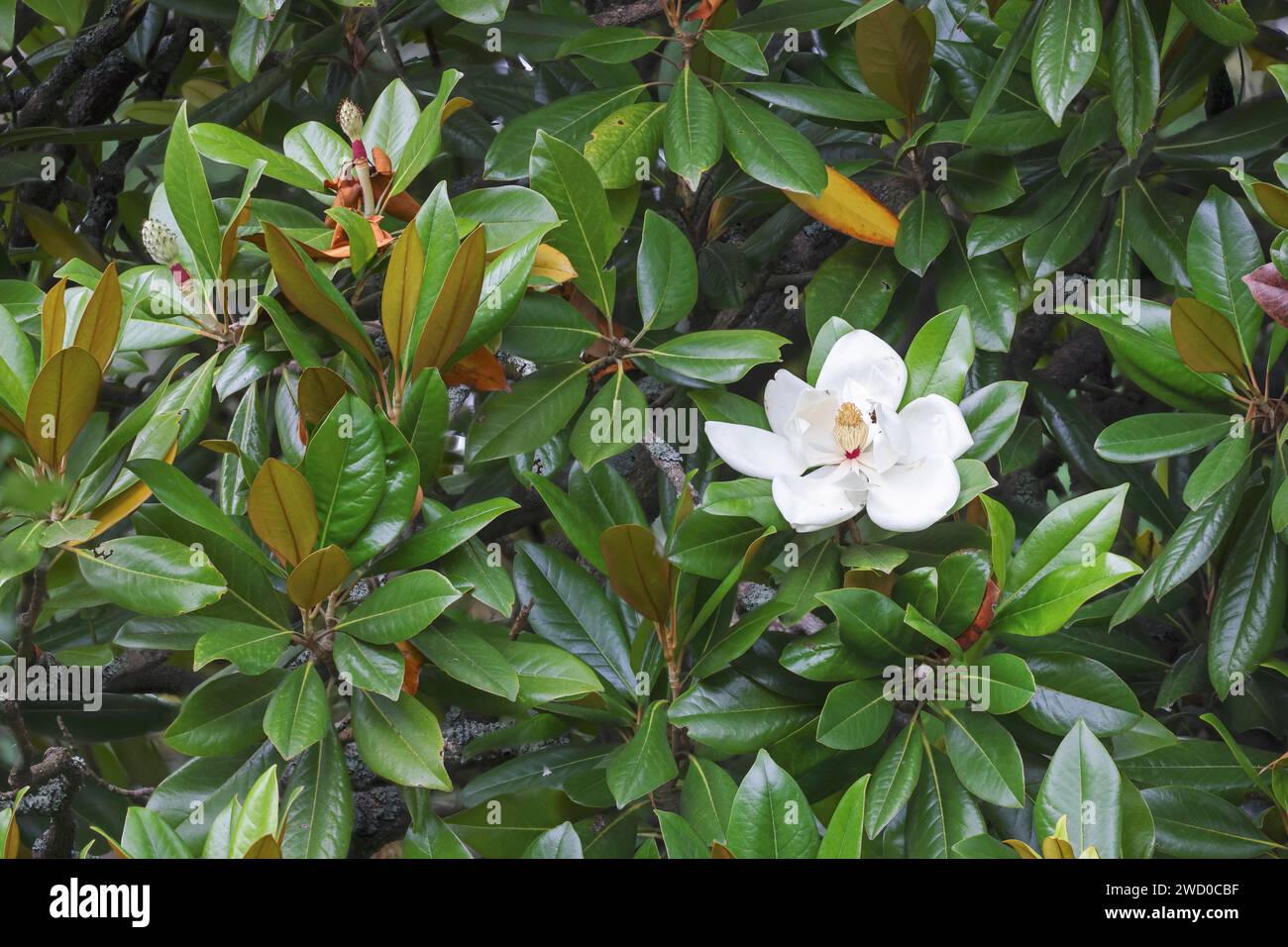 Southern Magnolia, Bull Ray, Evergreen Magnolia (Magnolia grandiflora ...