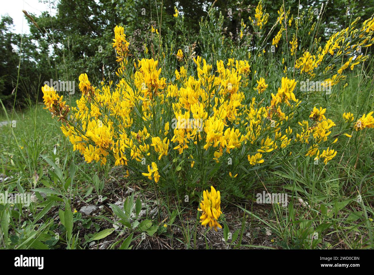 dyer's greenweed, Dyer's greenweed (Genista tinctoria), flowering ...