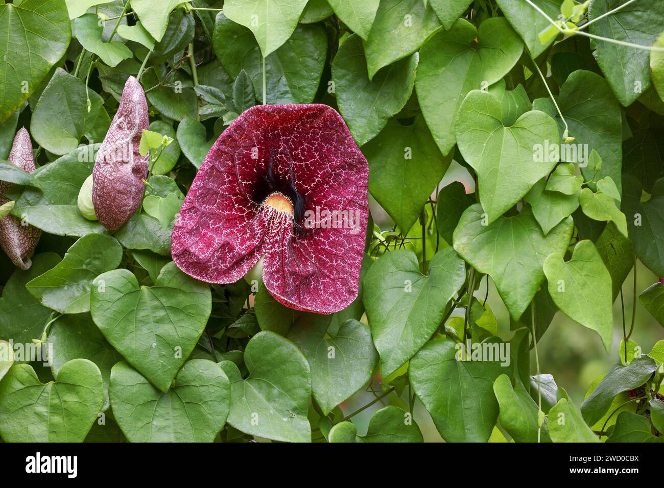 Giant Dutchman's Pipe, Dutchman's Pipe, Giant Pelican Flower, Pelican ...
