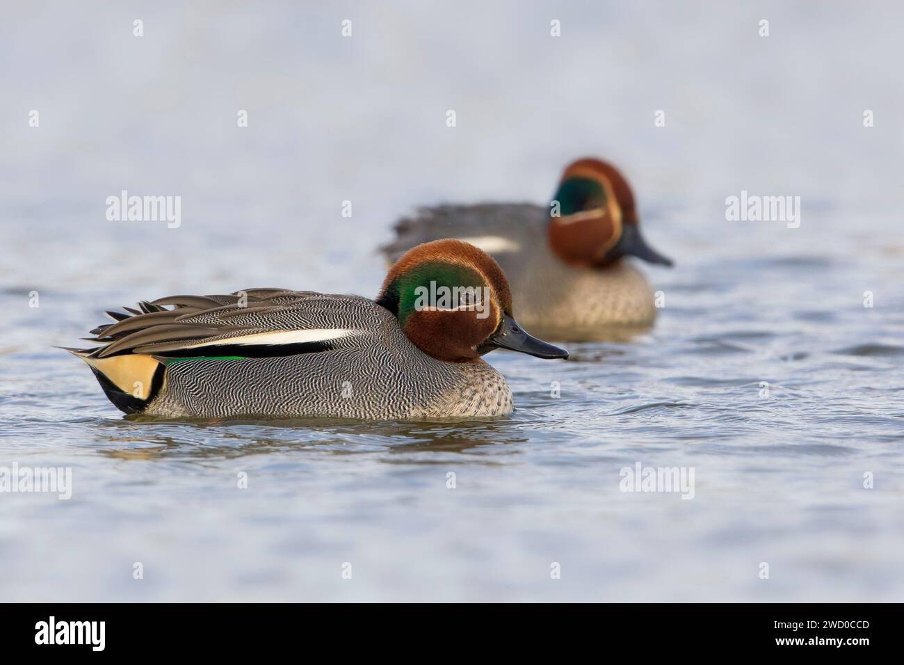 green-winged teal, Eurasian green-winged teal, common teal, Eurasian ...