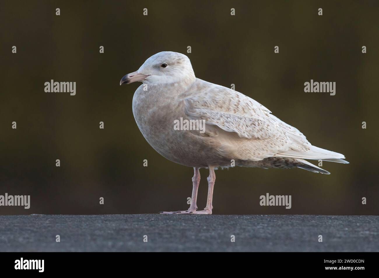 Gaviota hiperboreas hi-res stock photography and images - Alamy