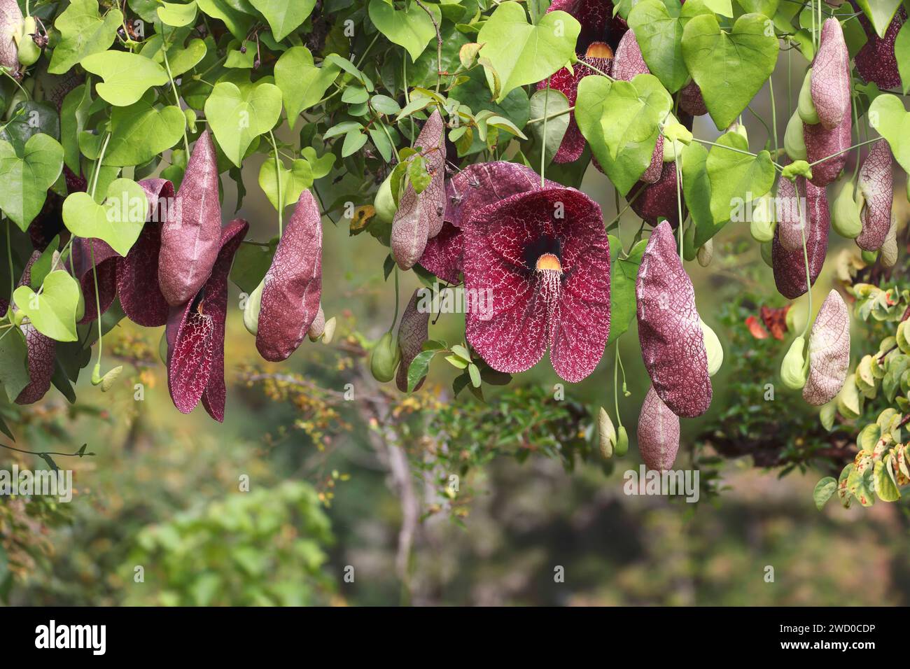 Giant Dutchman's Pipe, Dutchman's Pipe, Giant Pelican Flower, Pelican ...