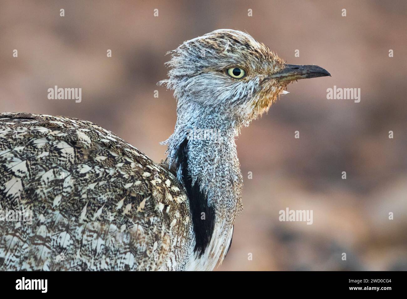houbara bustard (Chlamydotis undulata fuertaventurae), portrait, Canary ...