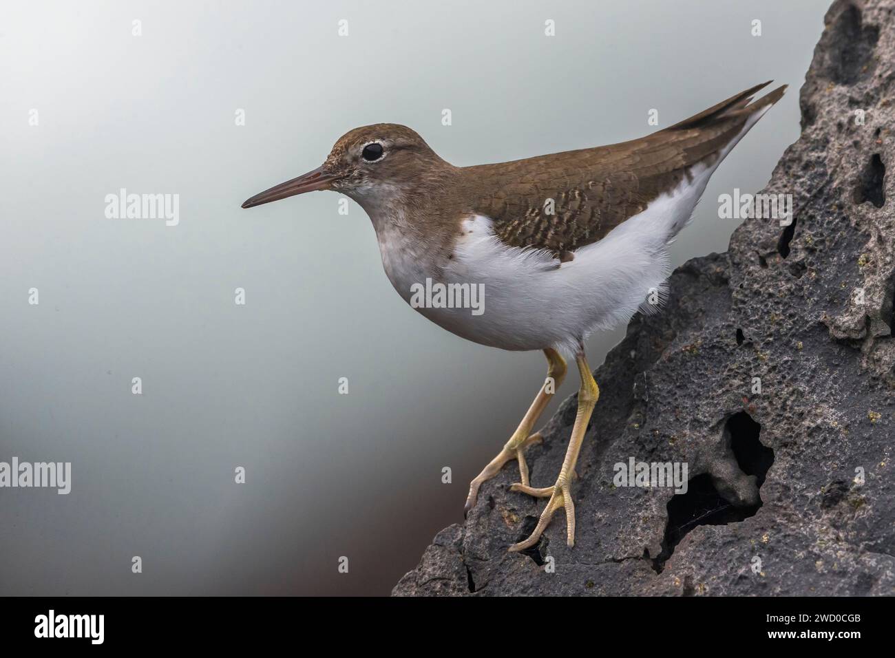 Spotted sandpiper (Actitis macularius), perching on a stone, Azores ...