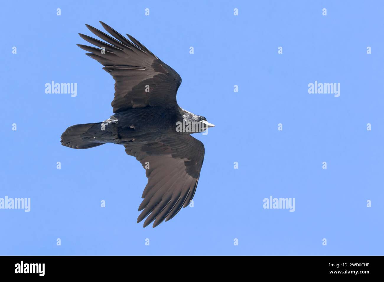 North afrikcan raven hi-res stock photography and images - Alamy