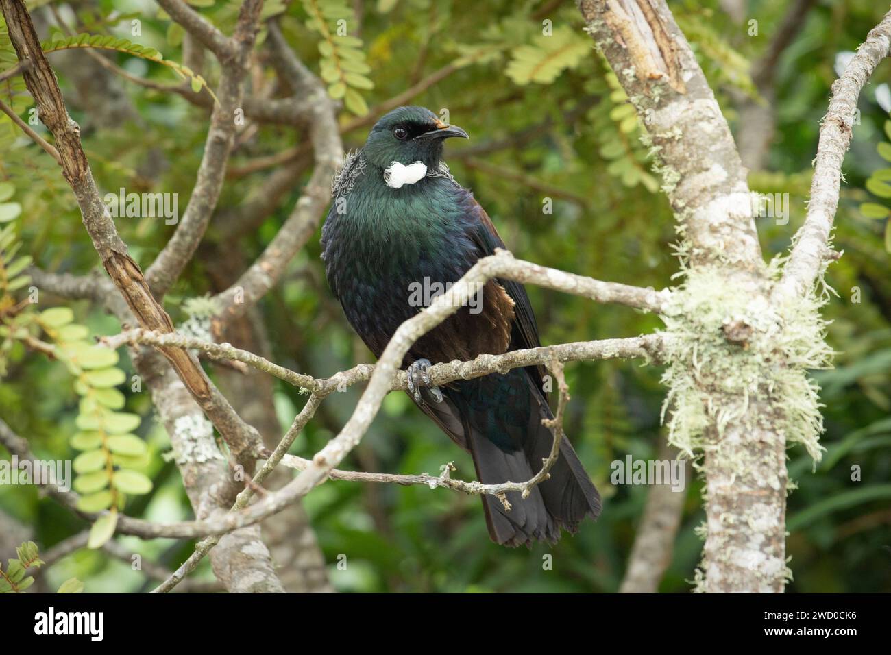 Tui bird (Prosthemadera novaeseelandiae) sitting in a Kowhai tree Stock ...
