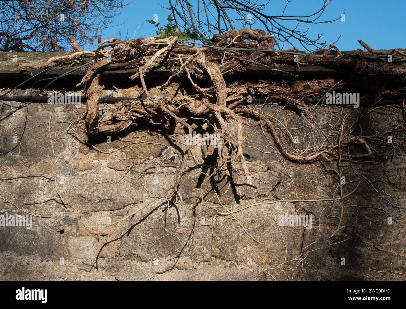 Tree roots climbing over a park wall Stock Photo - Alamy