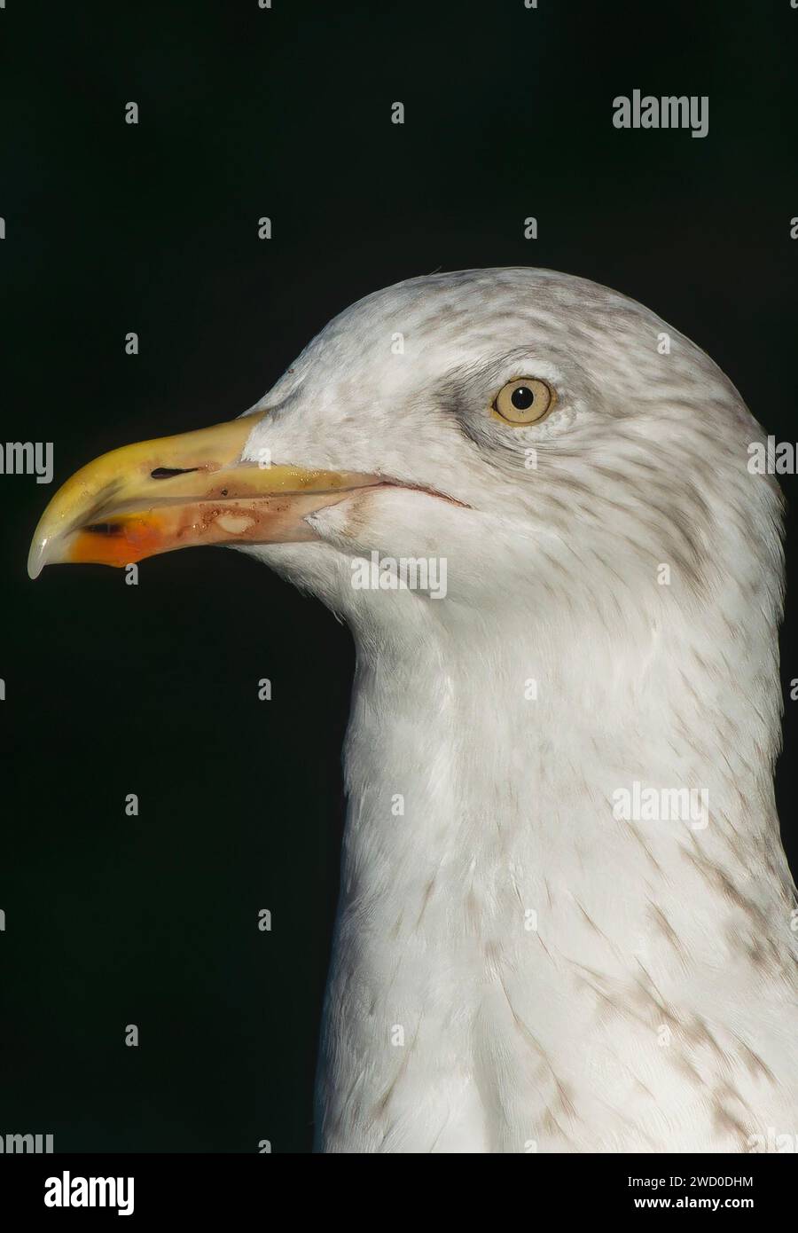 Sea bird in clean light with a black background Stock Photo - Alamy