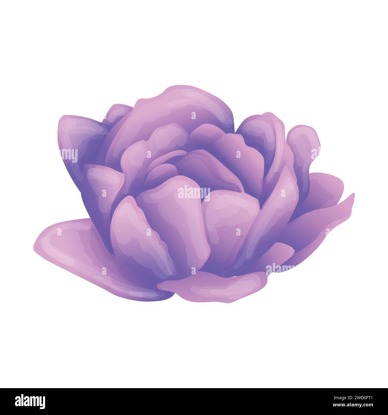 Vector purple rose isolated on white background Stock Vector Image ...