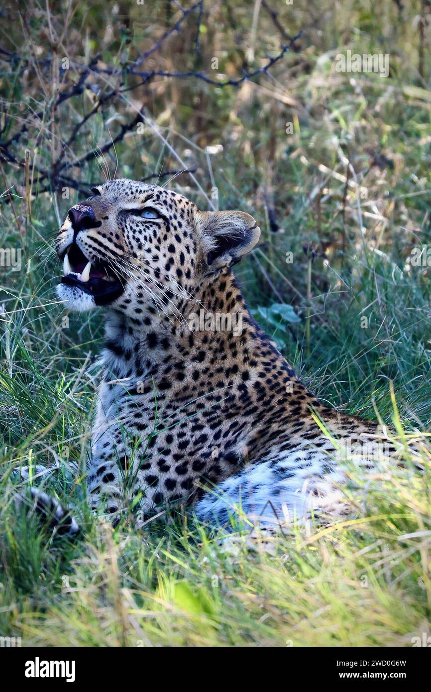 Adult female leopard hi-res stock photography and images - Alamy